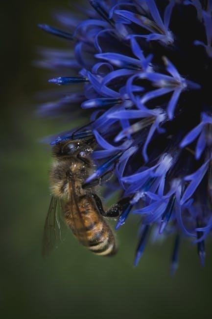 Honey Bee Life Cycle PDF Guide
